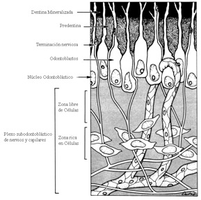 Odontólogo Invitado - Carlos Bóveda Z. - Endodoncia - Caracas, Venezuela